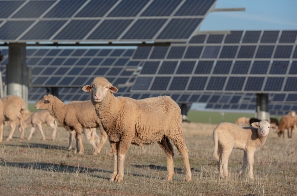 NEWSROOM: How sheep and solar power work together at the Volkswagen ...